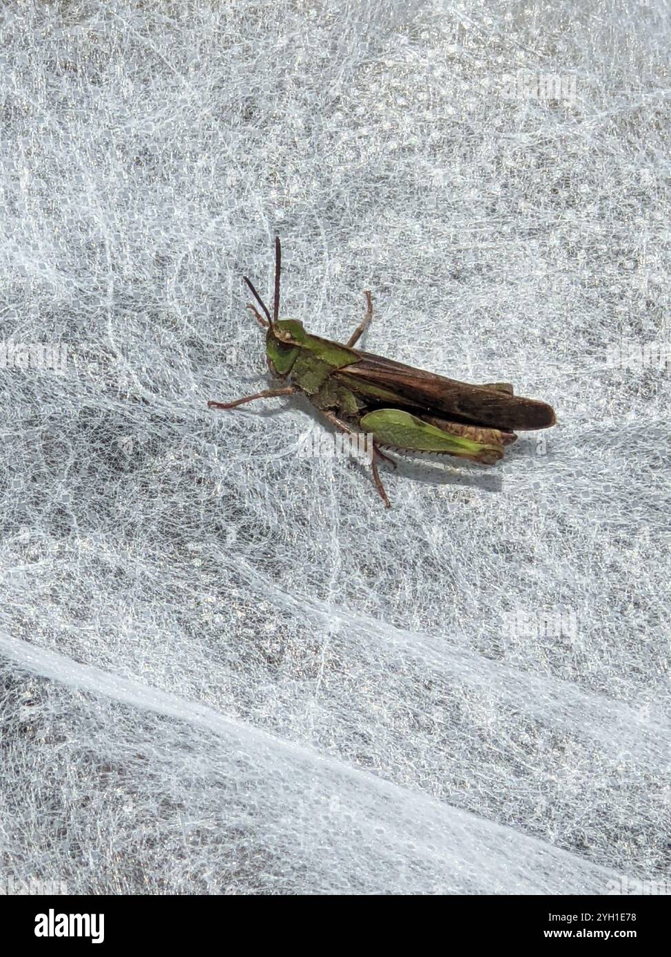 Green-striped Grasshopper (Chortophaga viridifasciata Stock Photo - Alamy