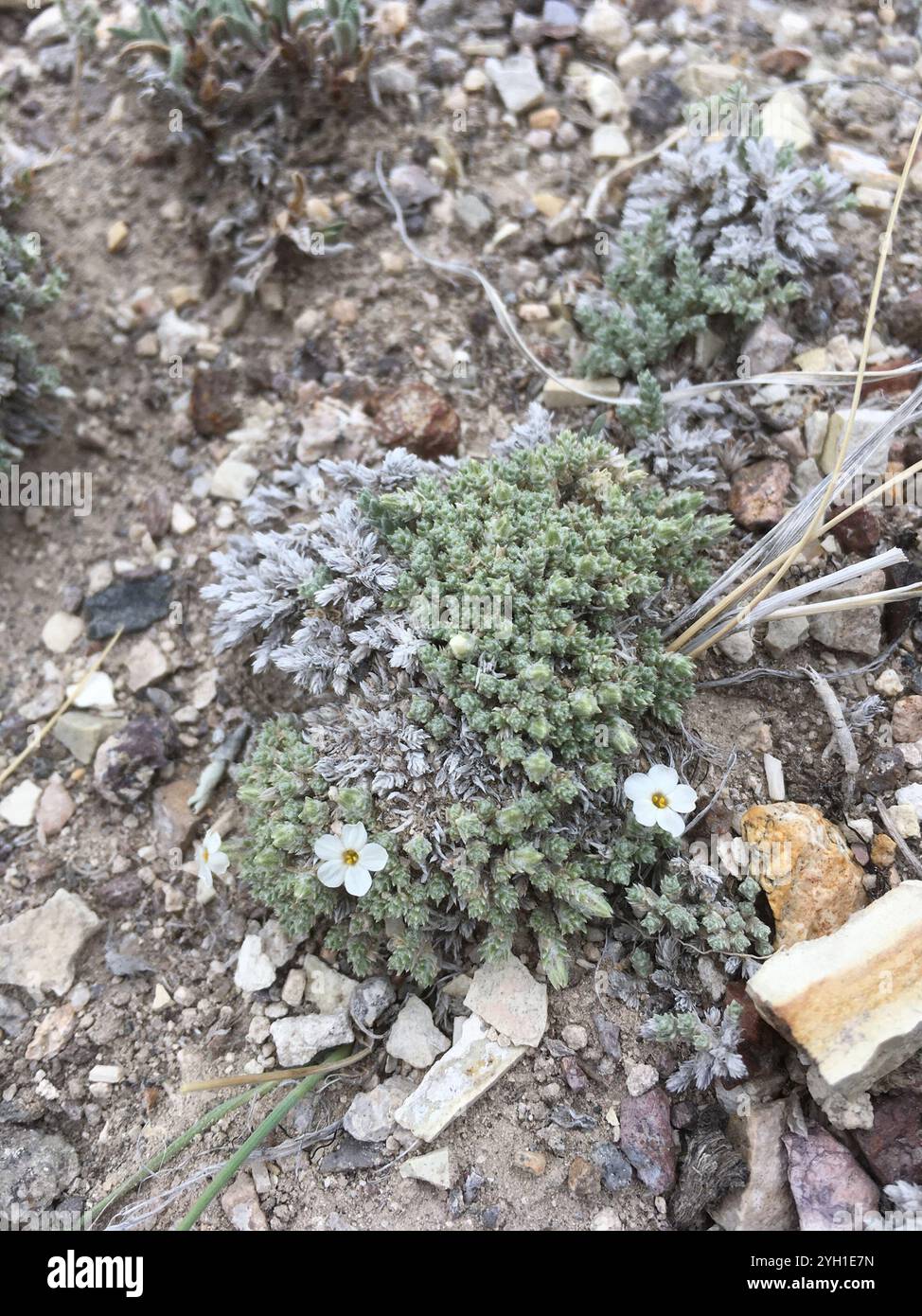 squarestem phlox (Phlox muscoides Stock Photo - Alamy