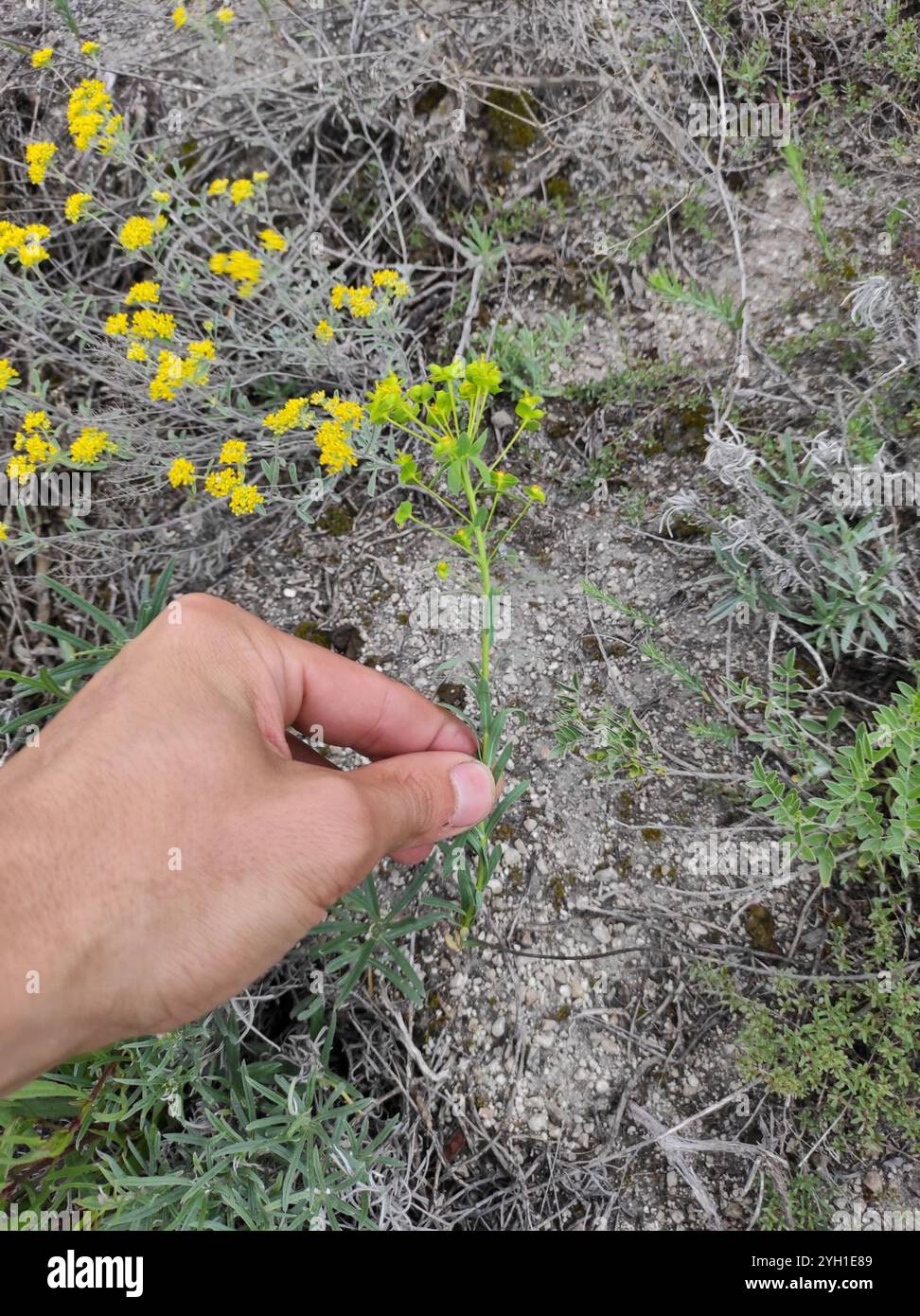 steppe spurge (Euphorbia seguieriana Stock Photo - Alamy