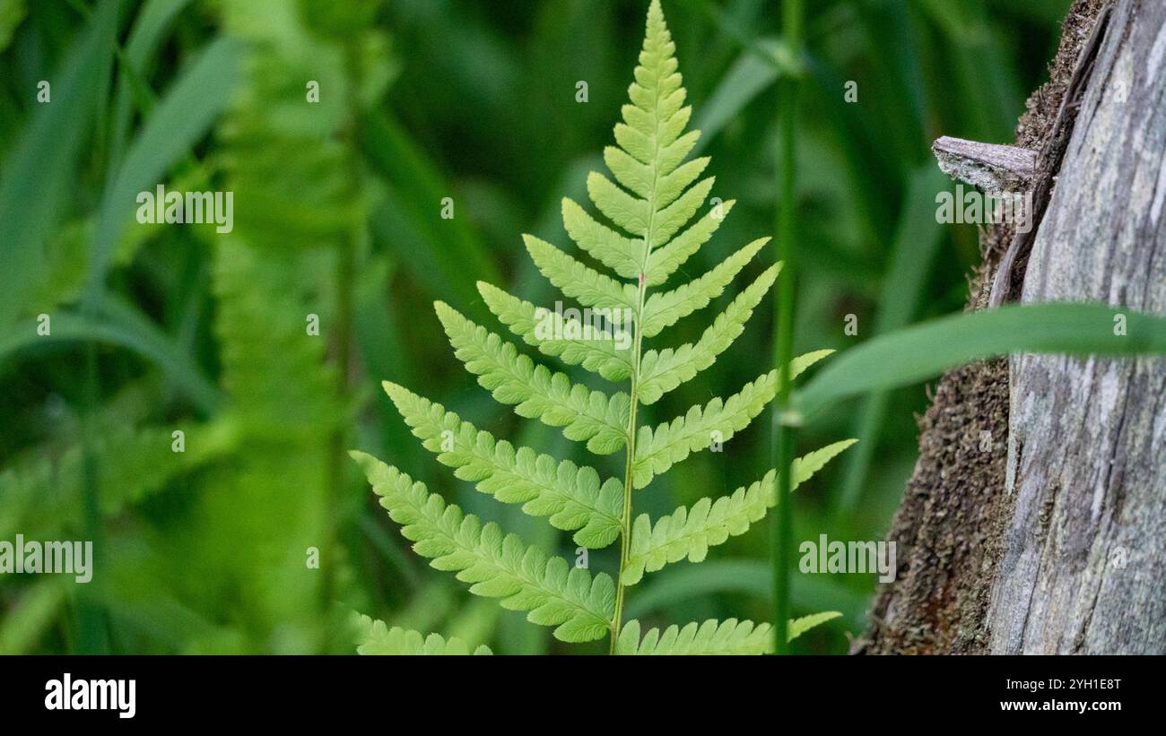 crested wood fern (Dryopteris cristata Stock Photo - Alamy