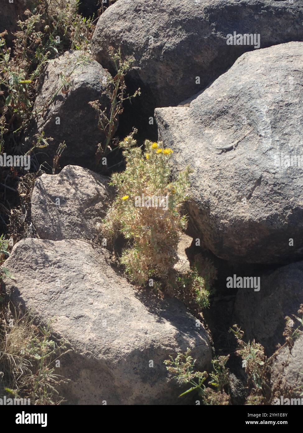 Common Horrid African Thistle (Berkheya spinosissima spinosissima Stock ...
