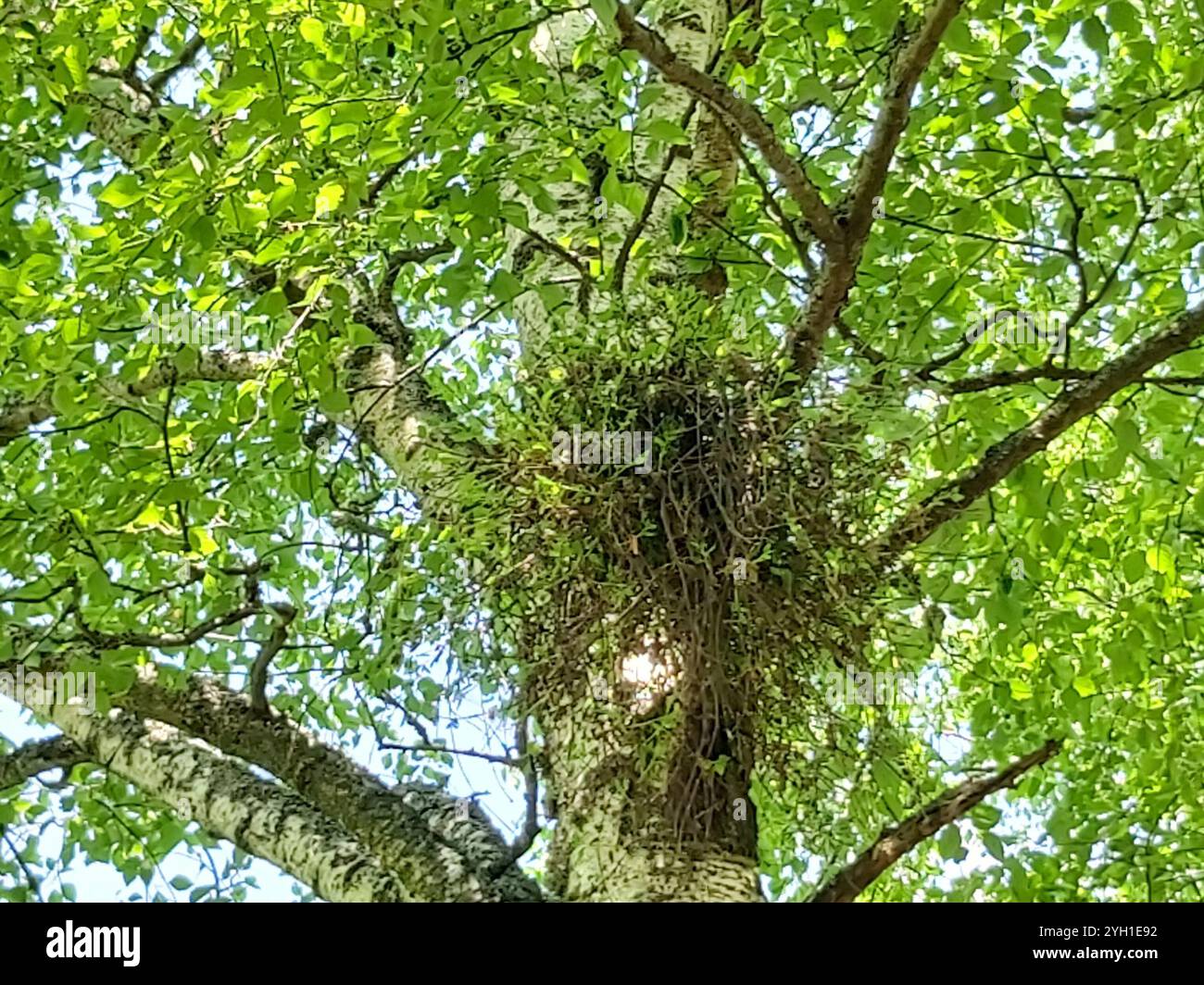 Birch Witch's-broom (Taphrina betulina Stock Photo - Alamy