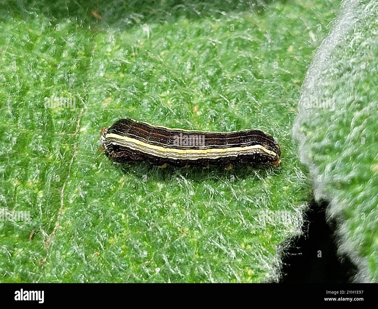Yellow striped armyworm hi-res stock photography and images - Alamy