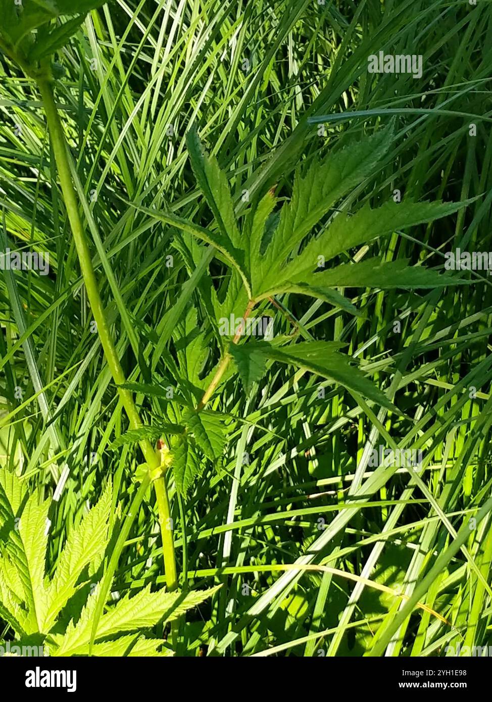 queen of the prairie (Filipendula rubra Stock Photo - Alamy