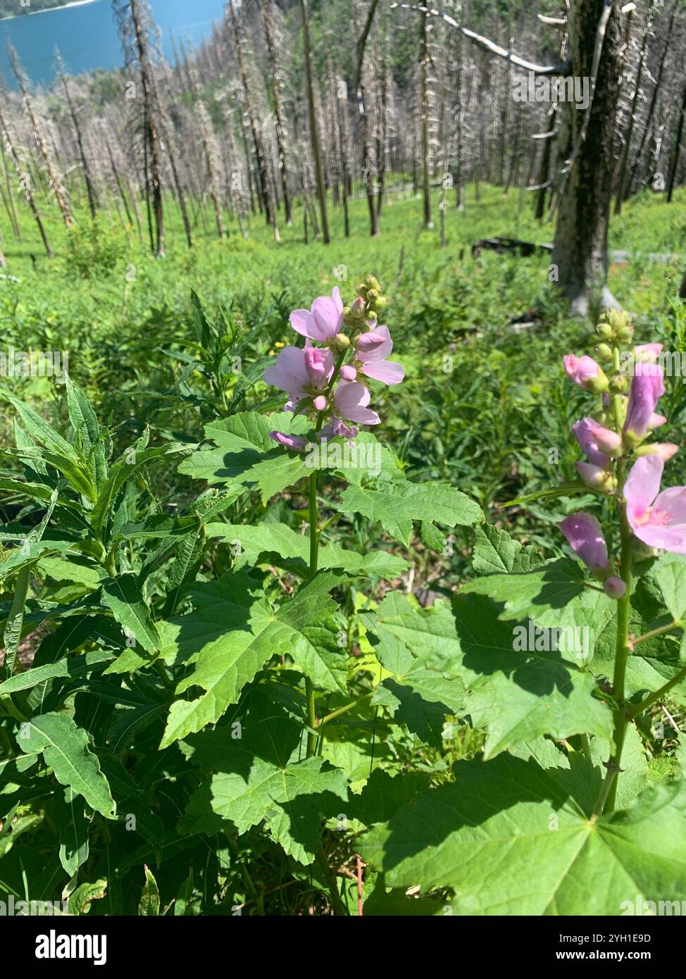 streambank wild hollyhock (Iliamna rivularis Stock Photo - Alamy