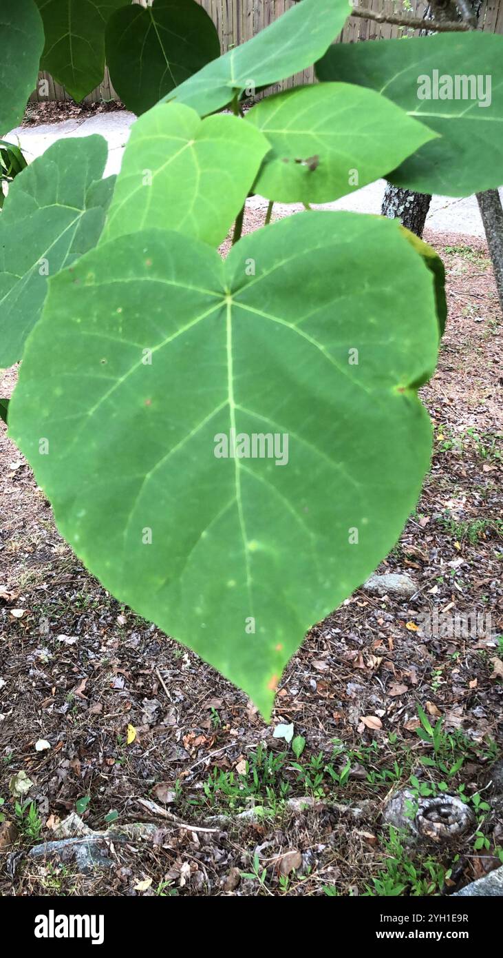 princess tree (Paulownia tomentosa Stock Photo - Alamy