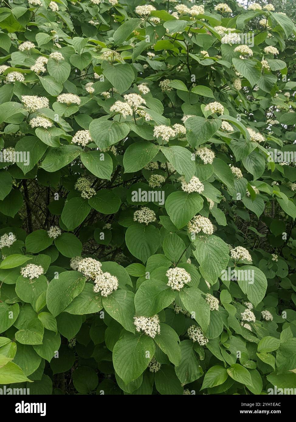 silky dogwood (Cornus amomum Stock Photo - Alamy