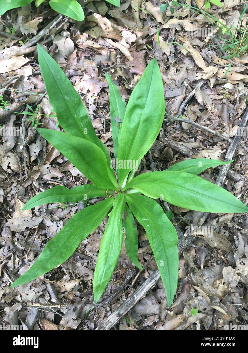 American columbo (Frasera caroliniensis Stock Photo - Alamy