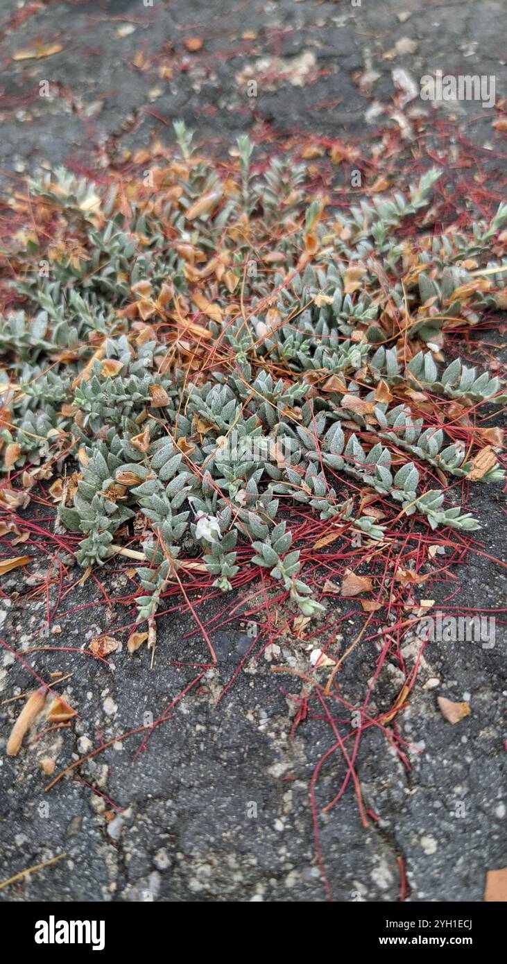 Alkali Weed (Cressa truxillensis Stock Photo - Alamy