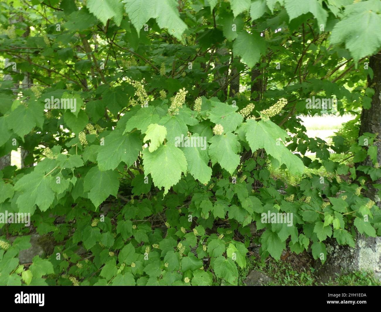 Mountain Maple (Acer spicatum Stock Photo - Alamy