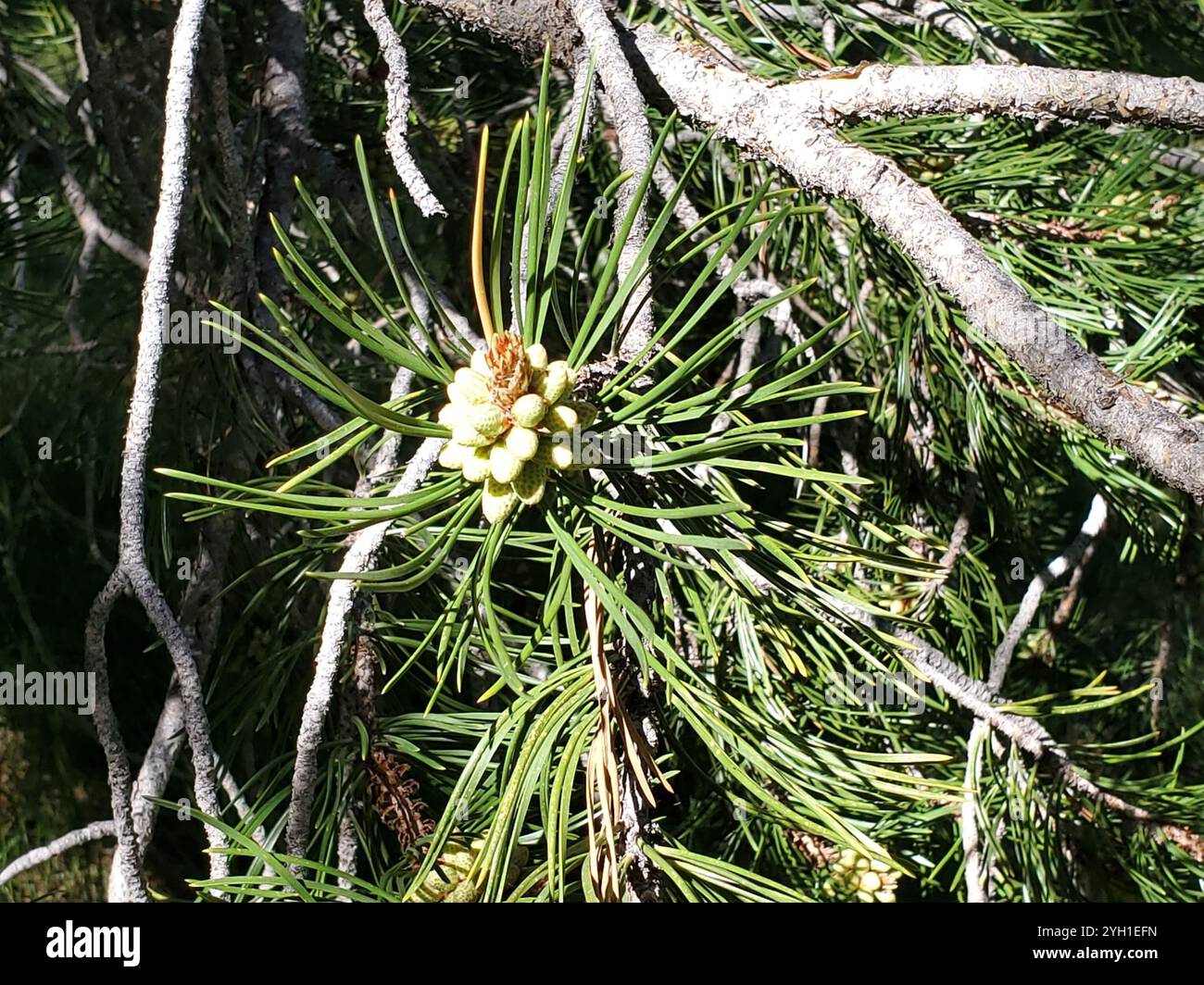 lodgepole pine (Pinus contorta Stock Photo - Alamy