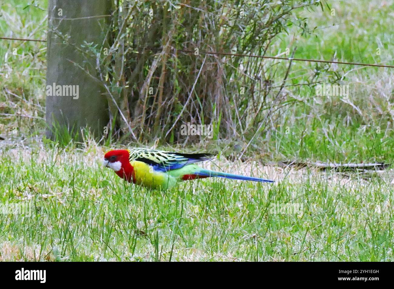 Eastern Rosella (Platycercus eximius Stock Photo - Alamy