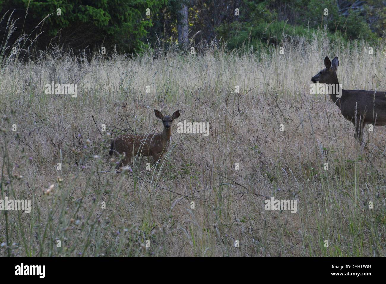 Columbian Black-tailed Deer (Odocoileus hemionus columbianus Stock ...