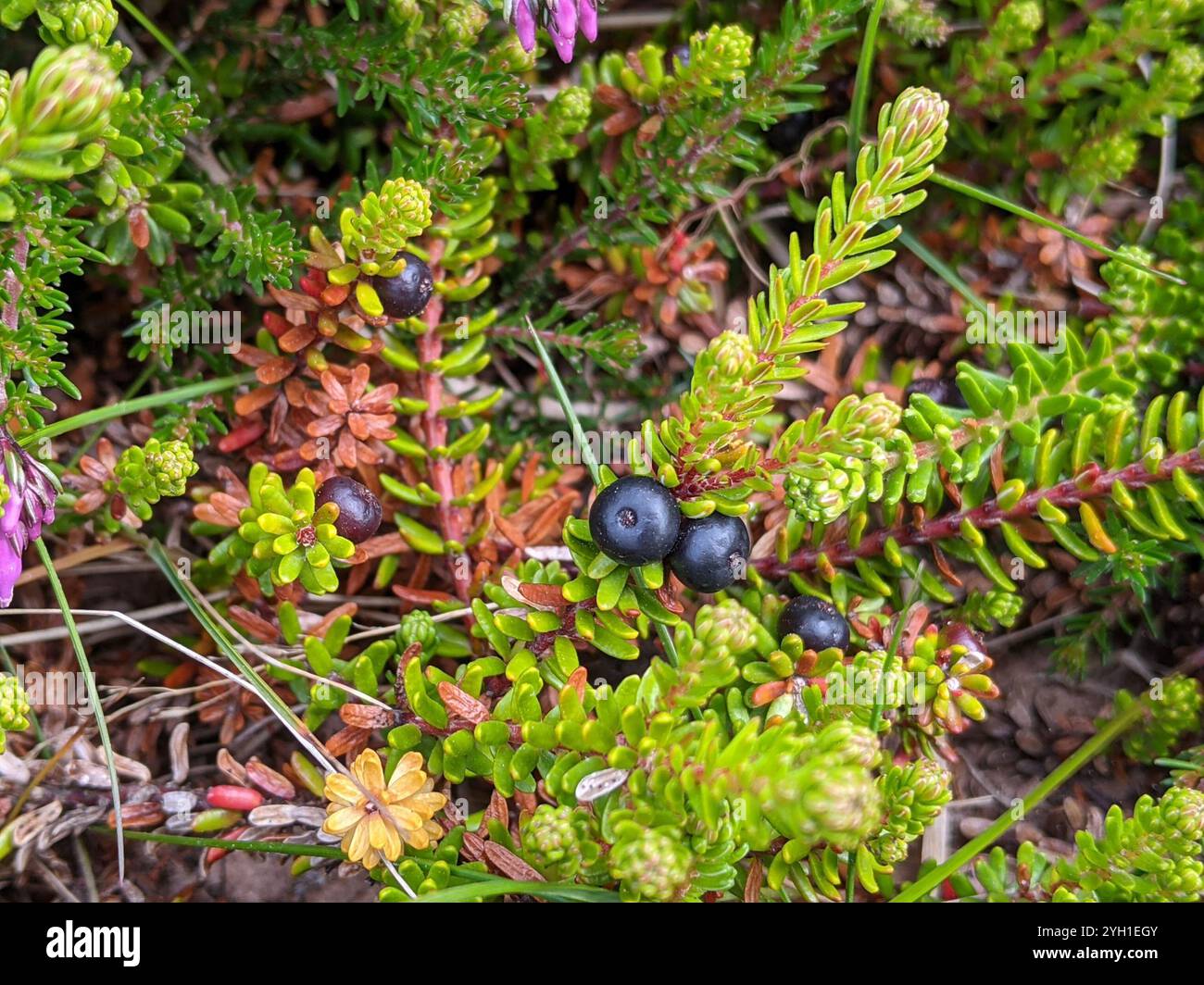 black crowberry (Empetrum nigrum Stock Photo - Alamy
