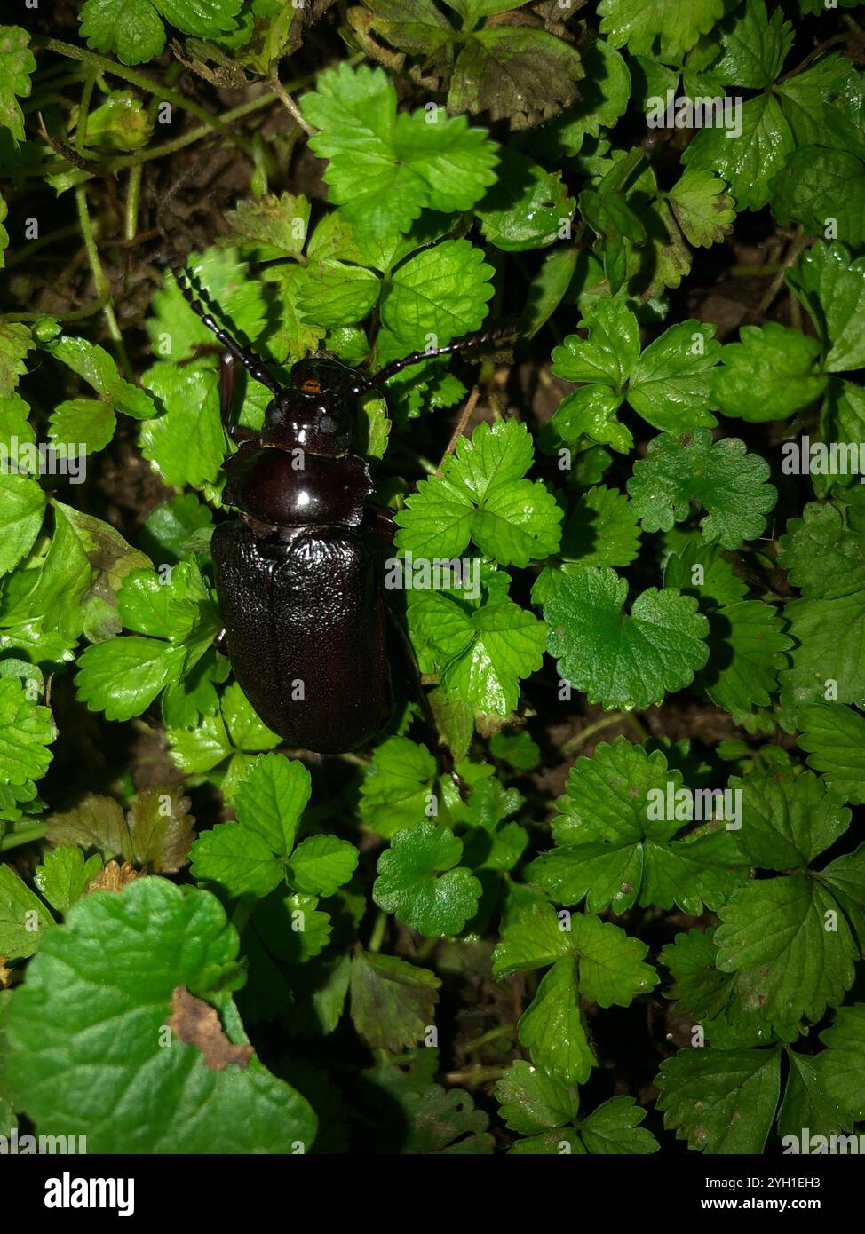 Broad-necked Root Borer (Prionus laticollis Stock Photo - Alamy