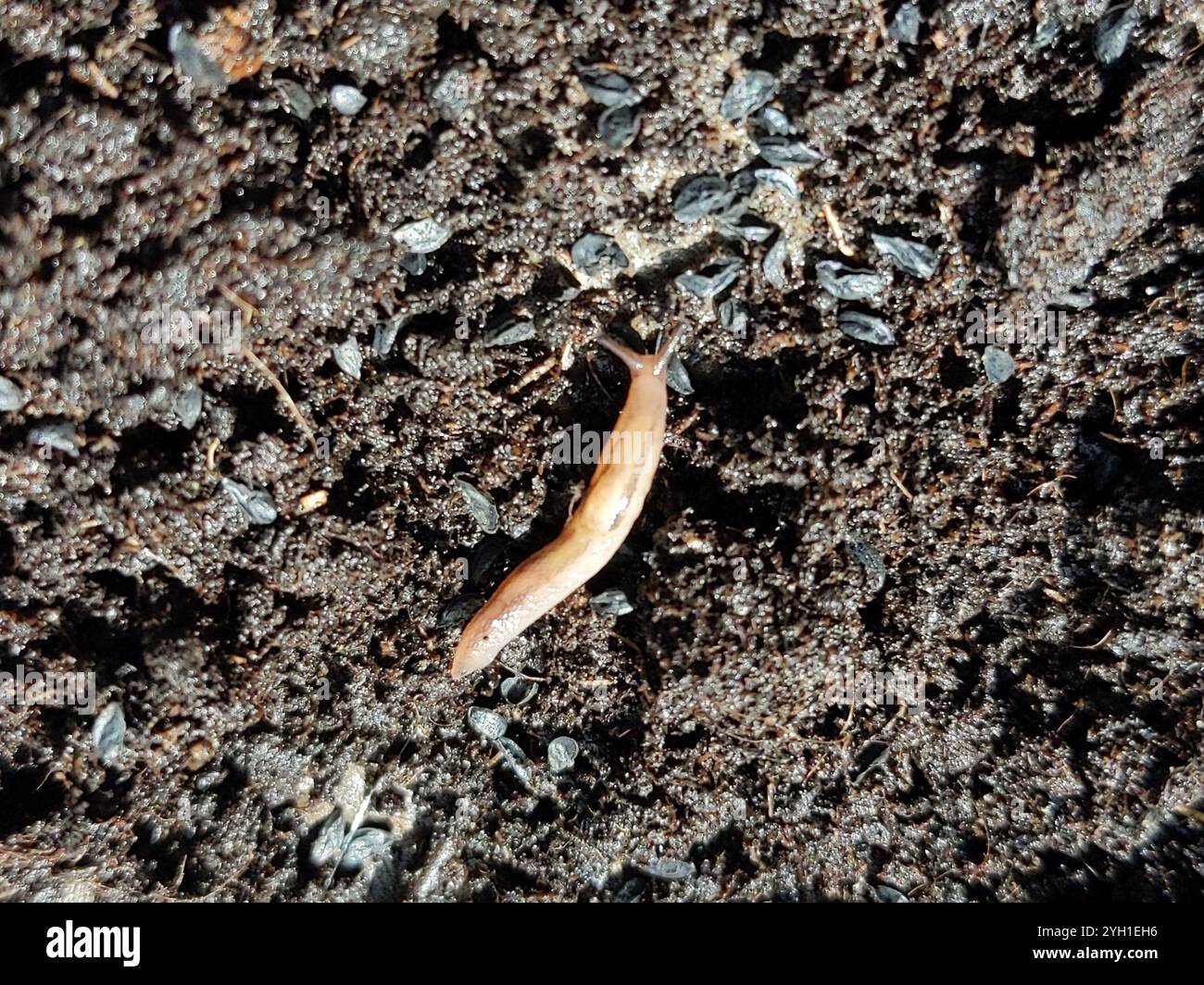 Banded Garden Slugs (Lehmannia Stock Photo - Alamy