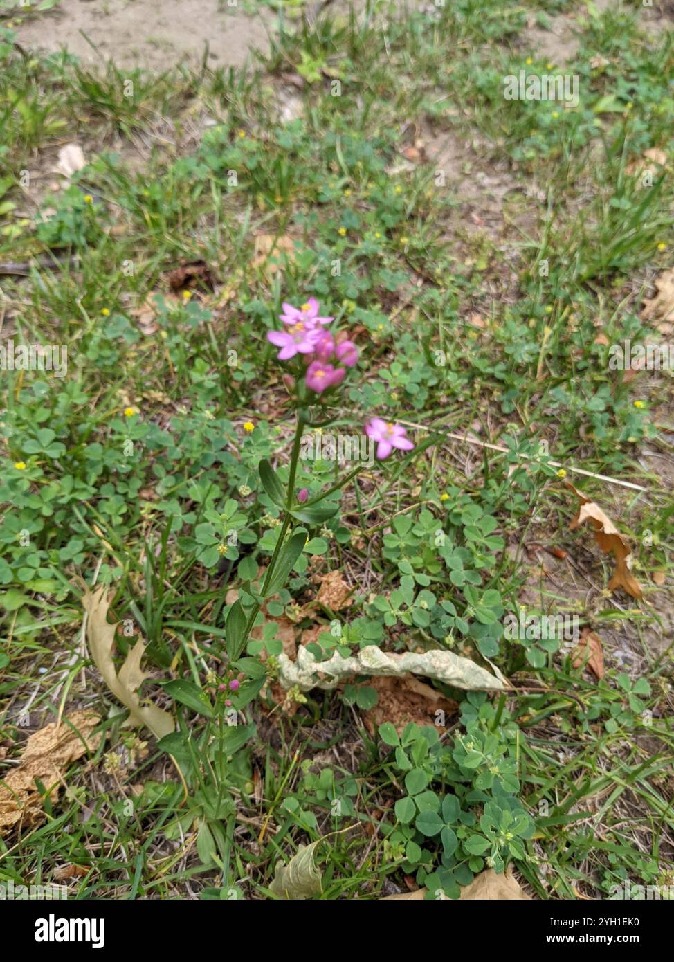 Common centaury (Centaurium erythraea Stock Photo - Alamy