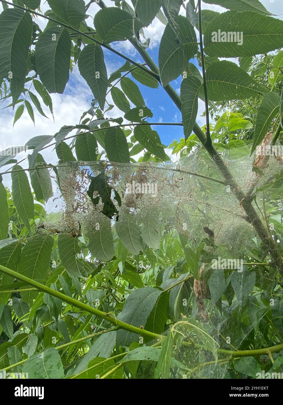 Fall Webworm Moth (Hyphantria cunea Stock Photo - Alamy