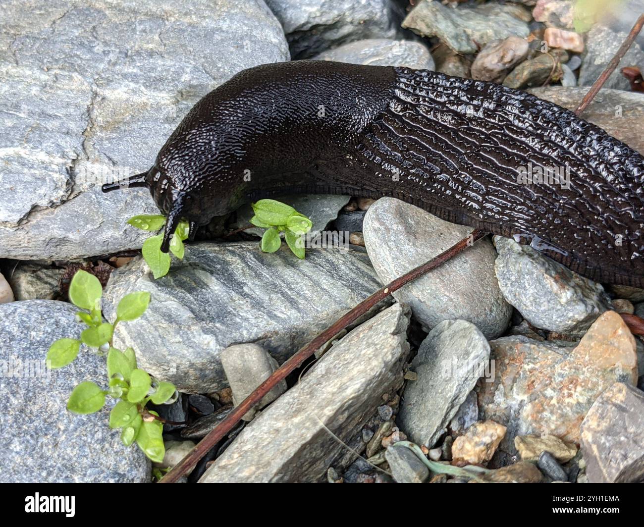 Arion Slugs (Arion Stock Photo - Alamy
