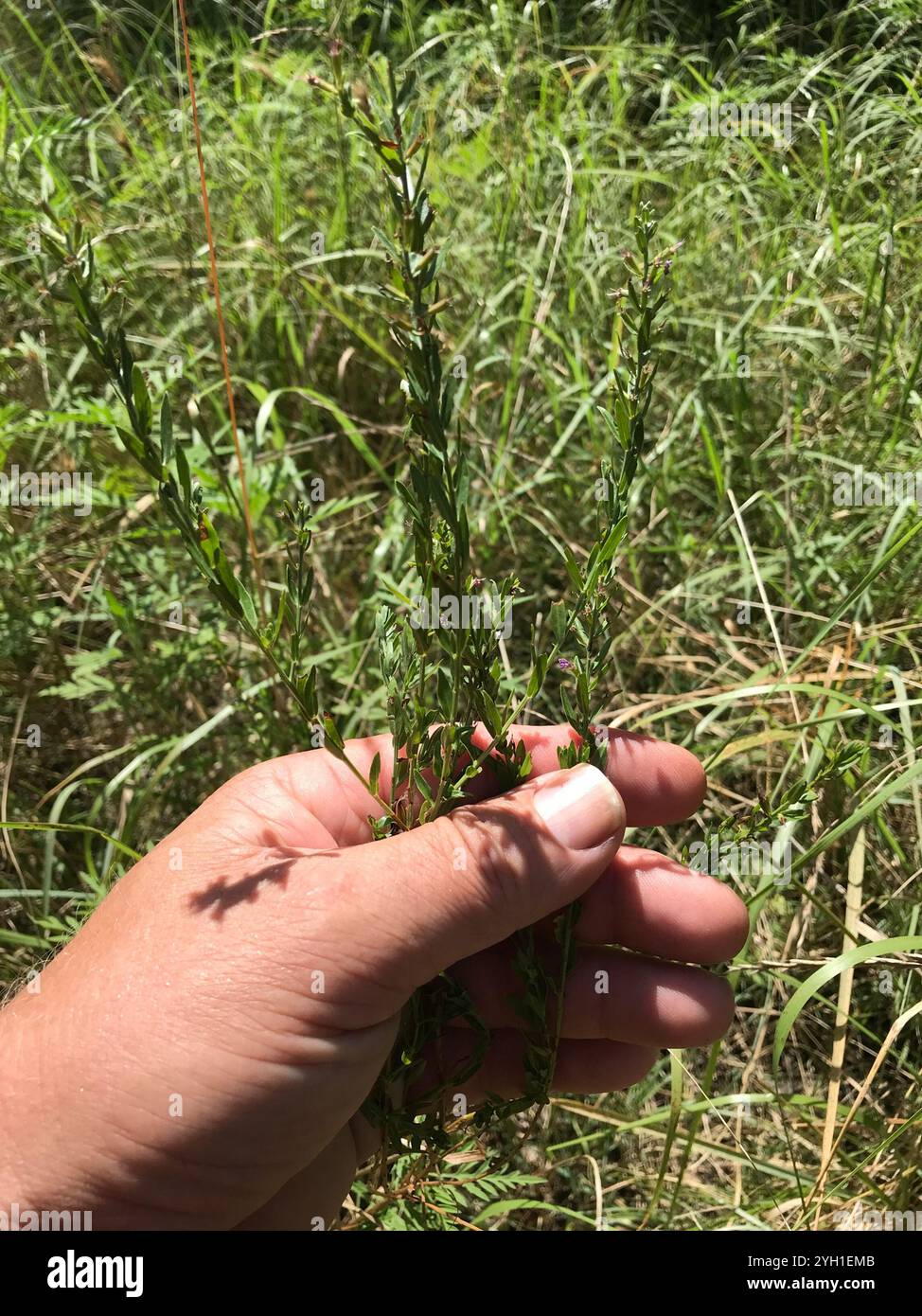 Winged Loosestrife (Lythrum alatum Stock Photo - Alamy