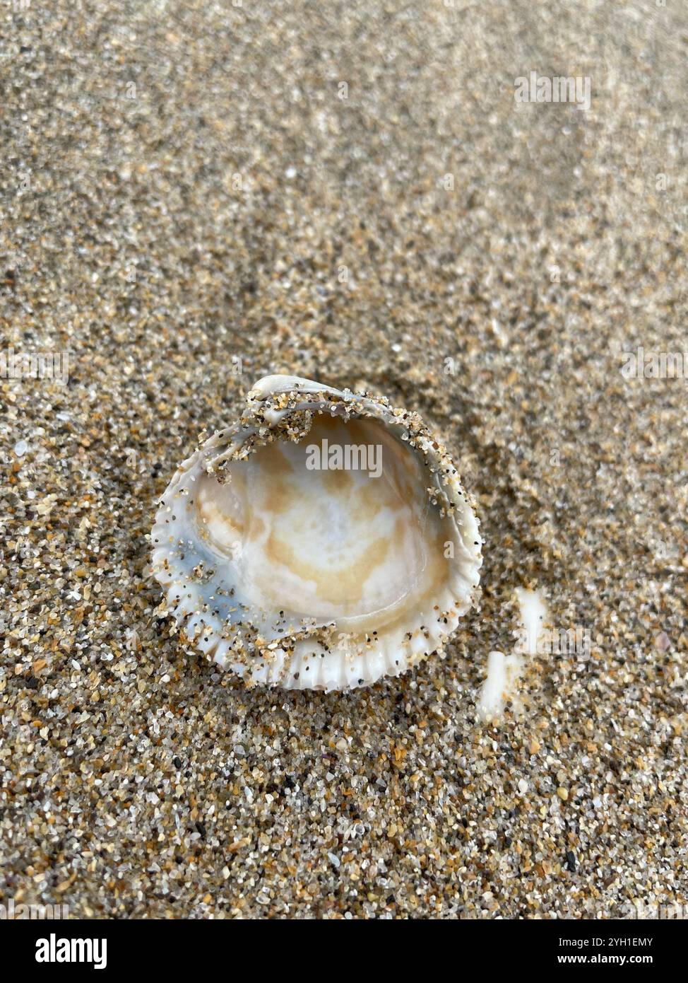 Clinocardium nuttallii hi-res stock photography and images - Alamy