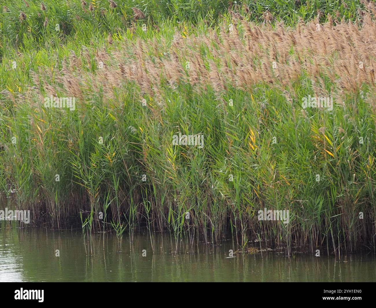 common reed (Phragmites australis Stock Photo - Alamy