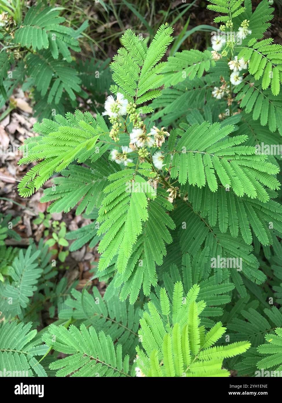 Acacia angustissima hi-res stock photography and images - Alamy