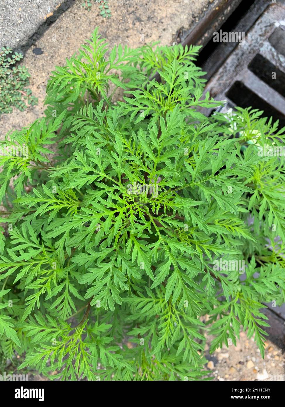 common ragweed (Ambrosia artemisiifolia Stock Photo - Alamy