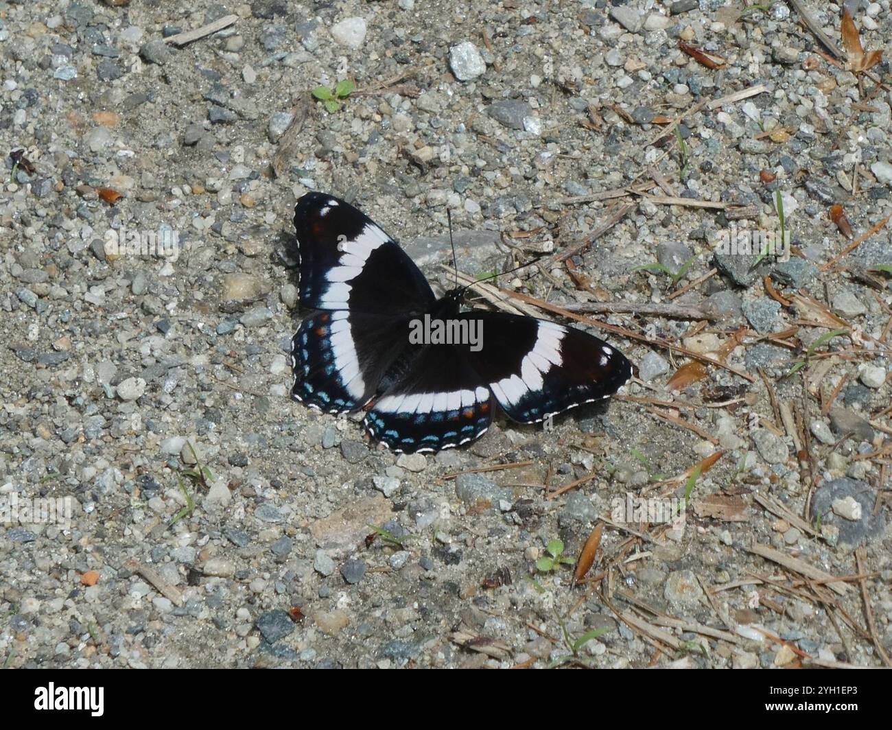 American White Admiral (Limenitis arthemis arthemis Stock Photo - Alamy