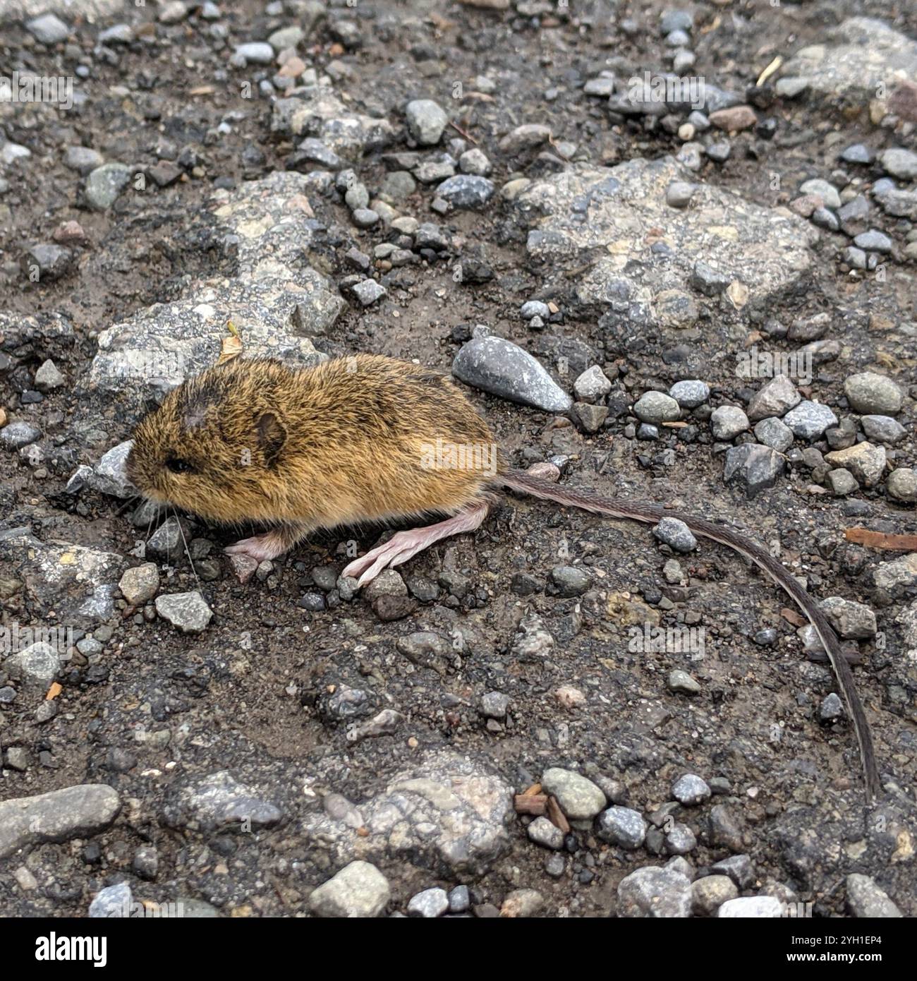 Meadow jumping mouse hi-res stock photography and images - Alamy