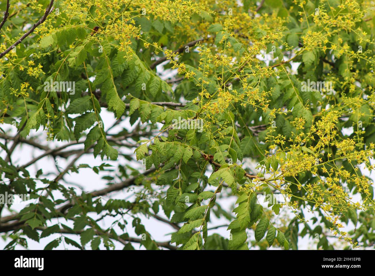 golden rain tree (Koelreuteria paniculata Stock Photo - Alamy