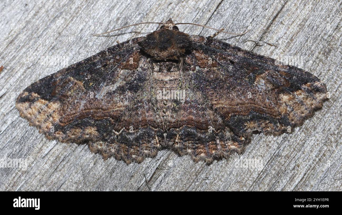 Colorful Zale Moth (Zale minerea Stock Photo - Alamy