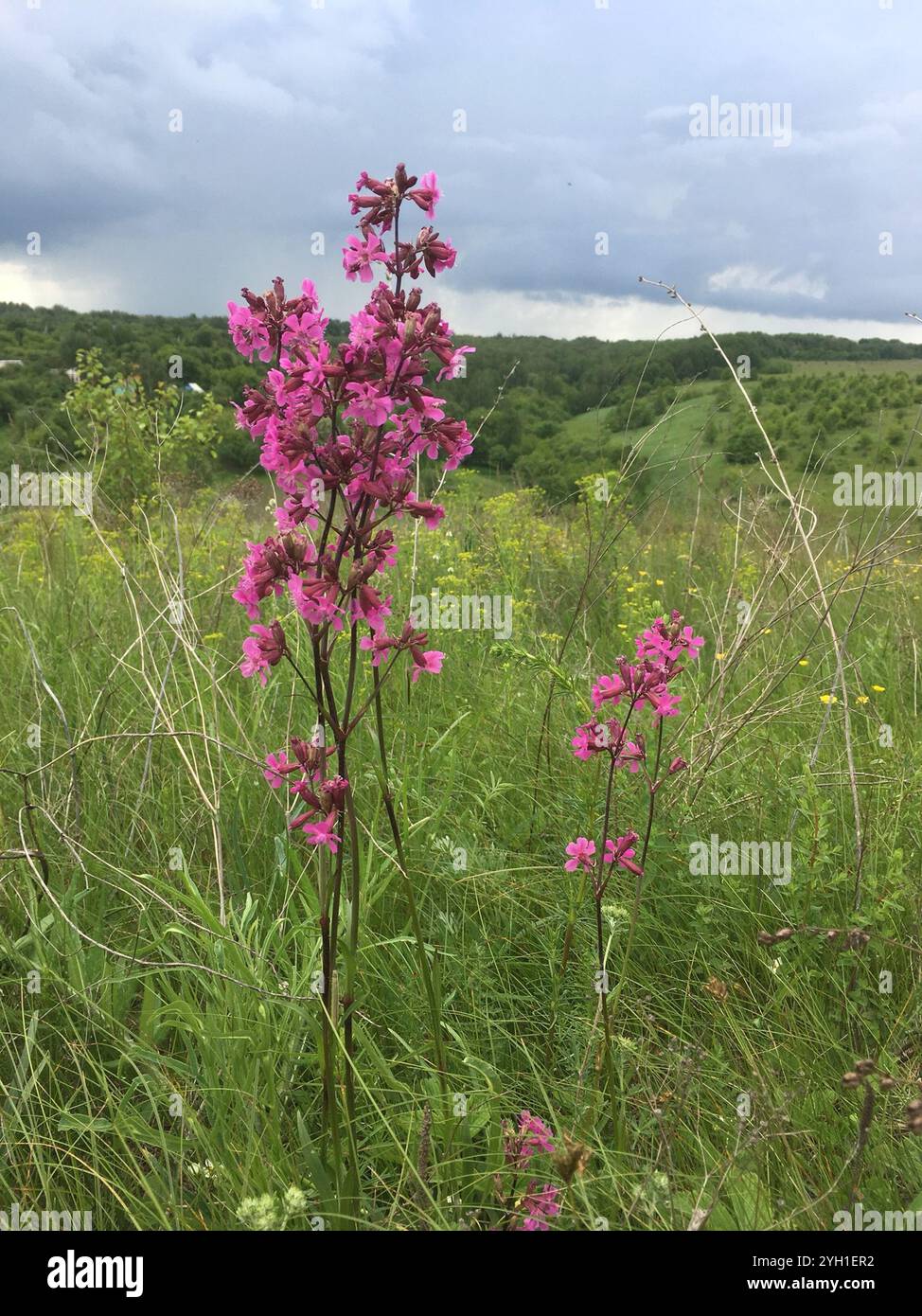 Sticky Catchfly (Viscaria vulgaris Stock Photo - Alamy