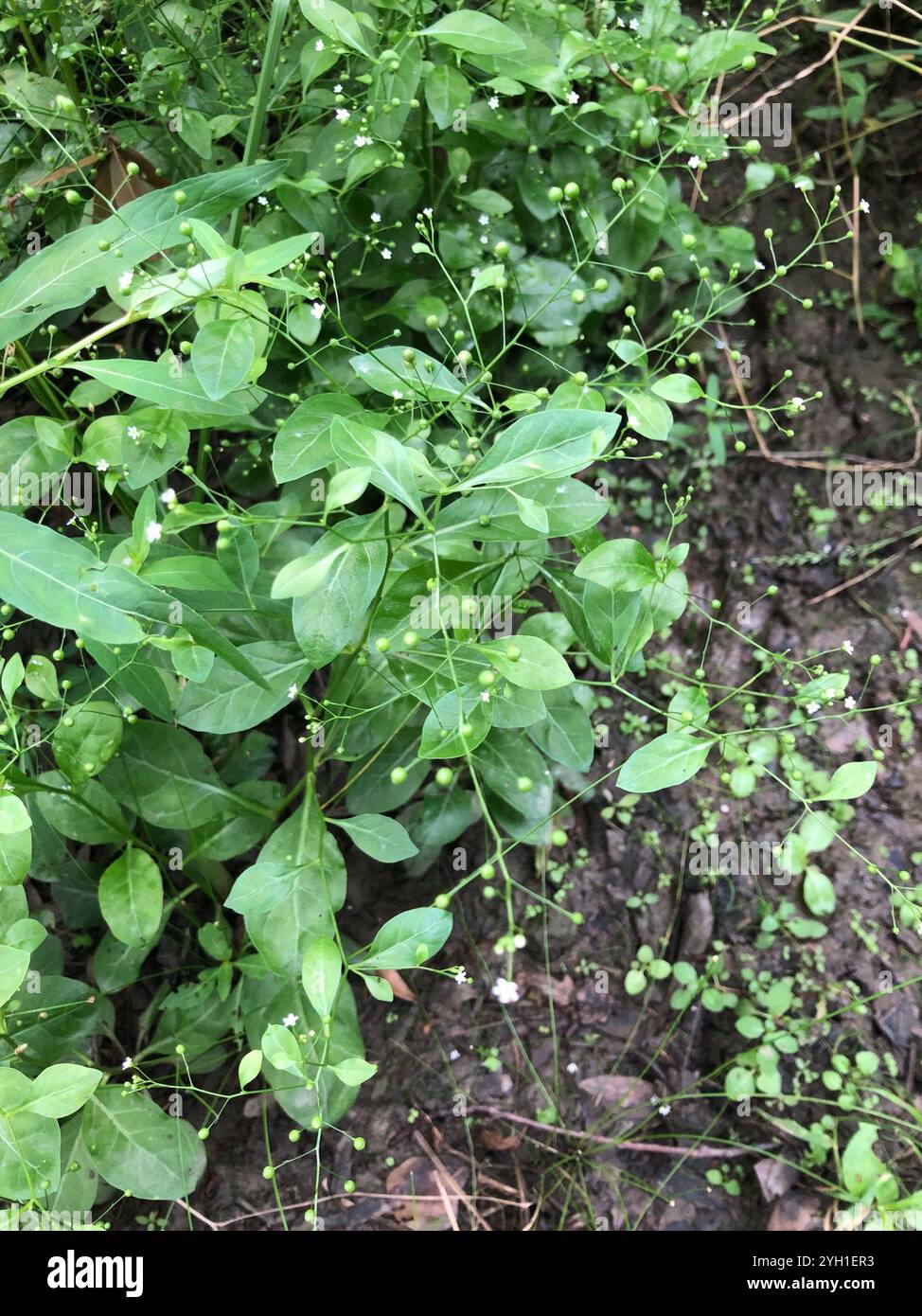 seaside brookweed (Samolus parviflorus Stock Photo - Alamy