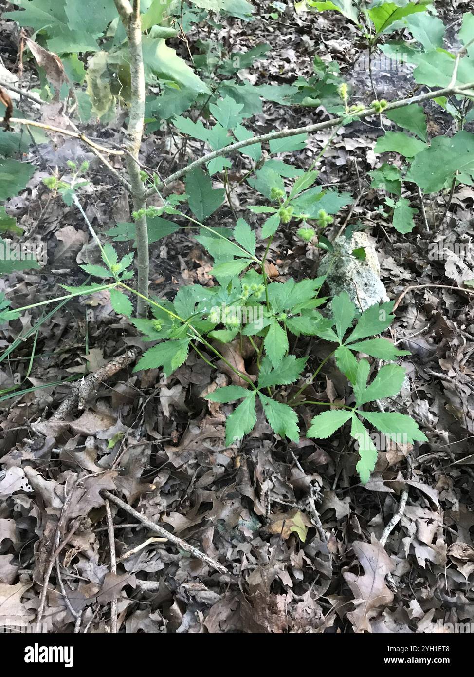 Black Snakeroot (Sanicula canadensis Stock Photo - Alamy