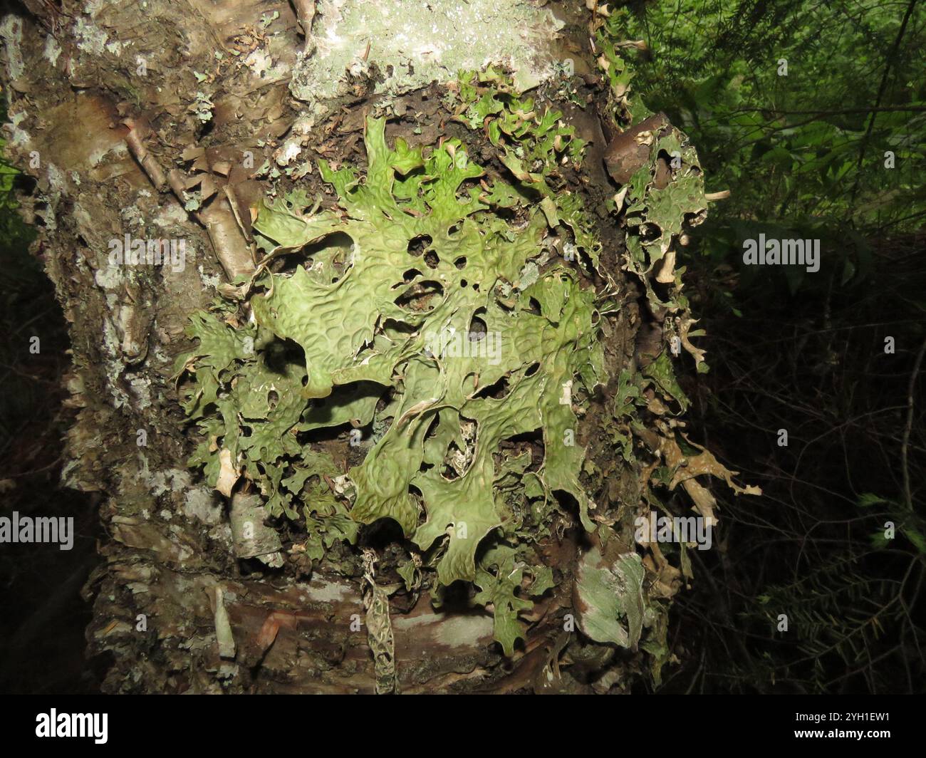 Tree Lungwort (Lobaria pulmonaria Stock Photo - Alamy