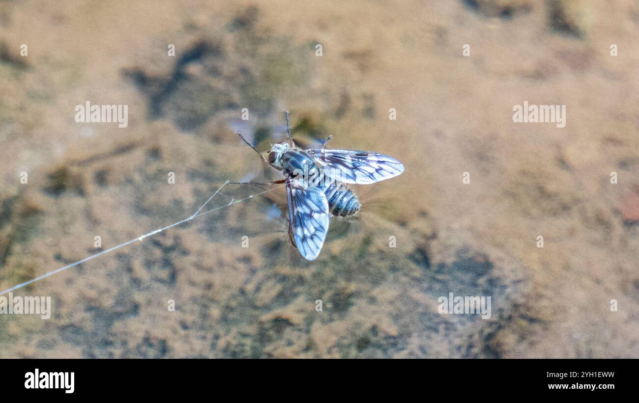 Water Snipe Flies (Athericidae Stock Photo - Alamy