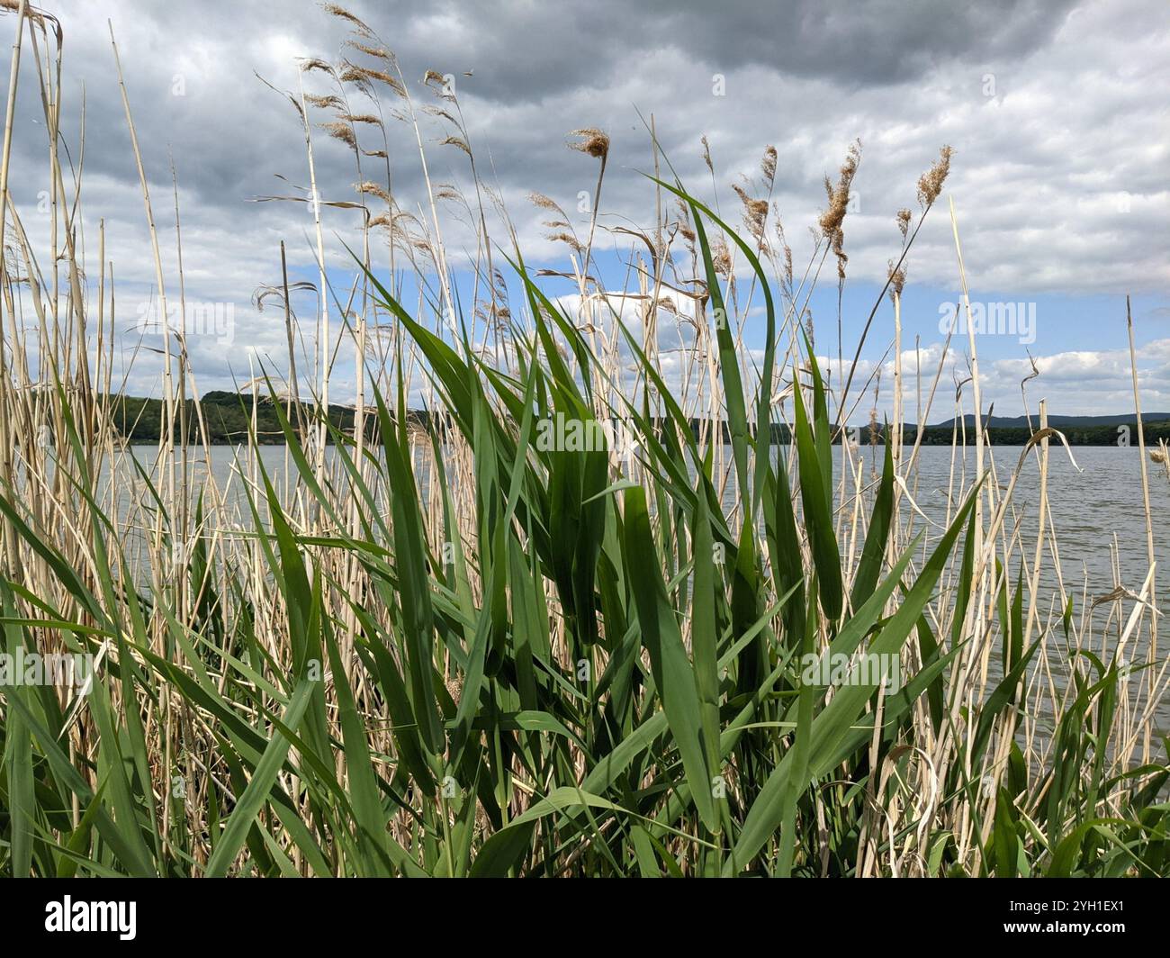 common reed (Phragmites australis Stock Photo - Alamy