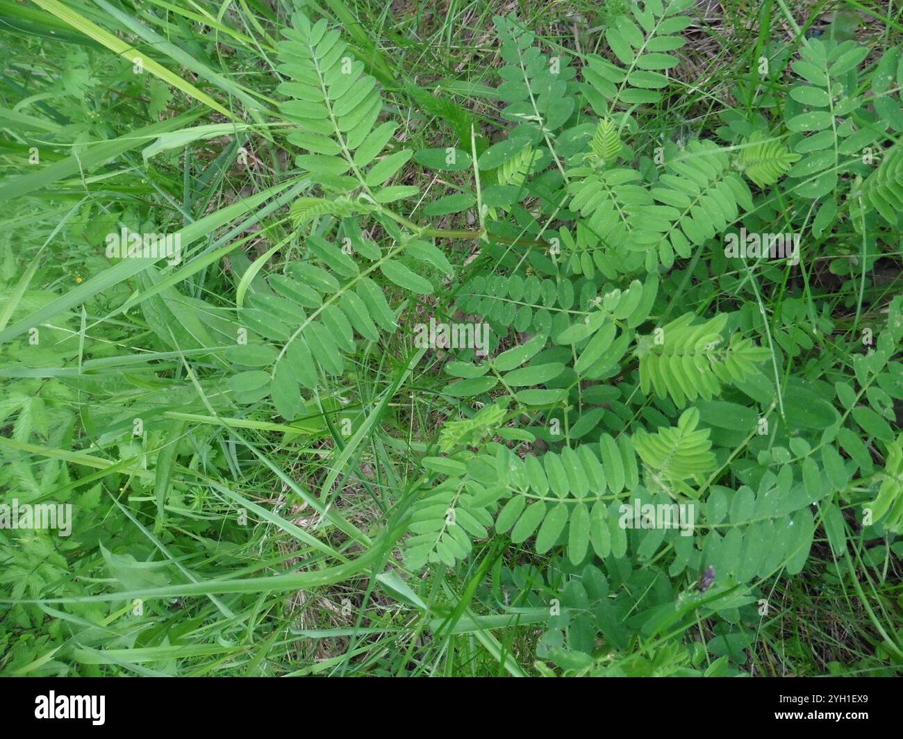 Chickpea Milkvetch (Astragalus cicer Stock Photo - Alamy