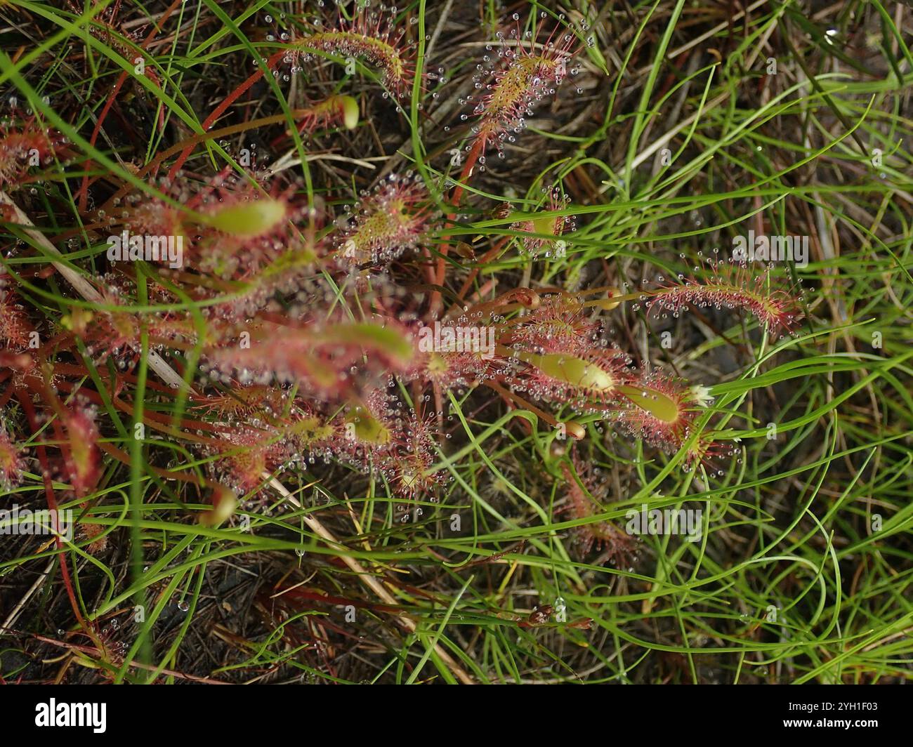 Great Sundew (Drosera anglica Stock Photo - Alamy