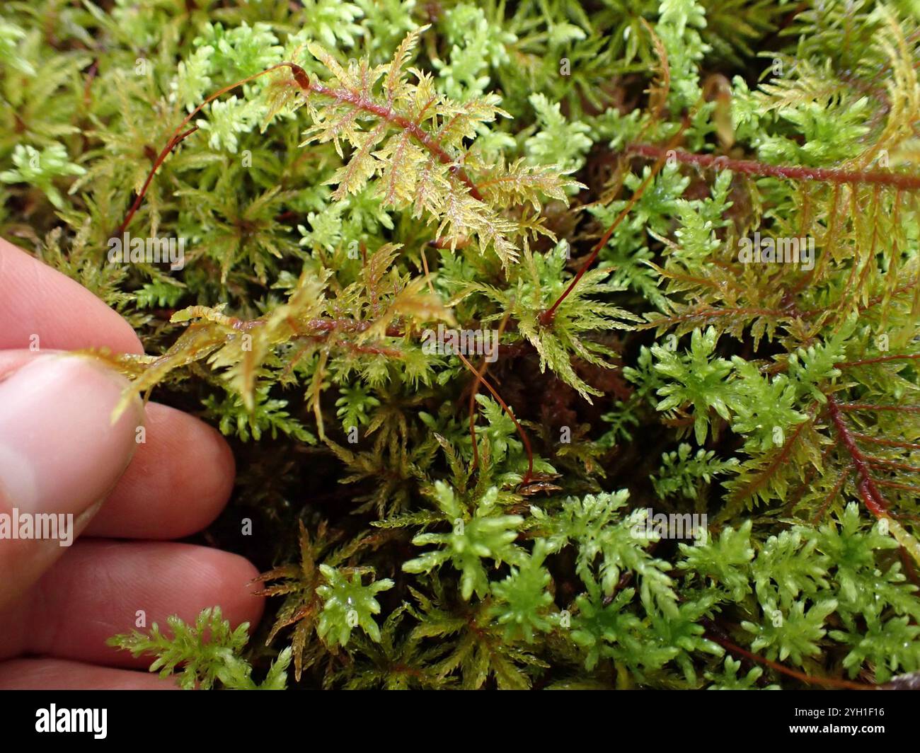 stairstep moss (Hylocomium splendens Stock Photo - Alamy
