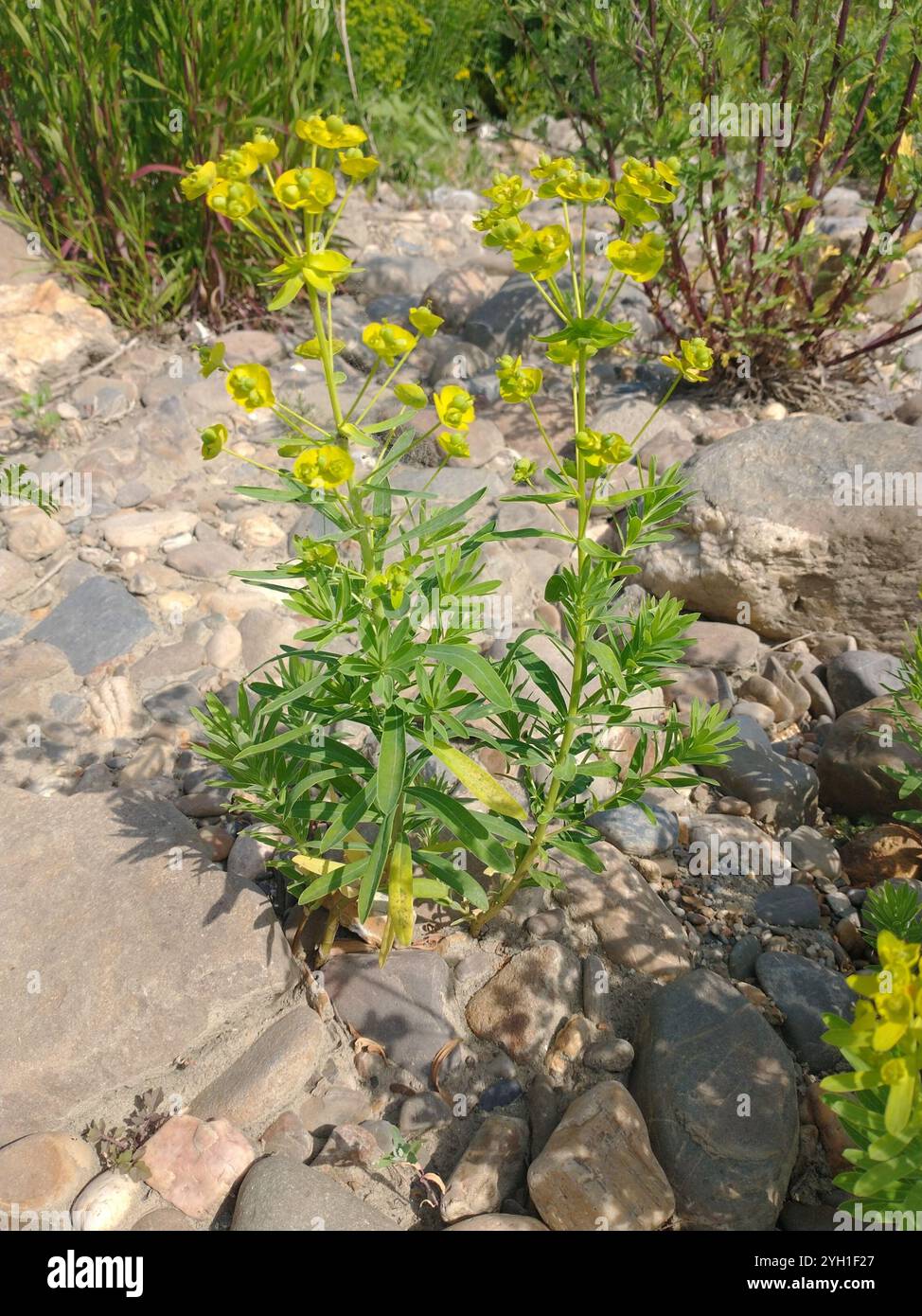 leafy spurge (Euphorbia esula Stock Photo - Alamy