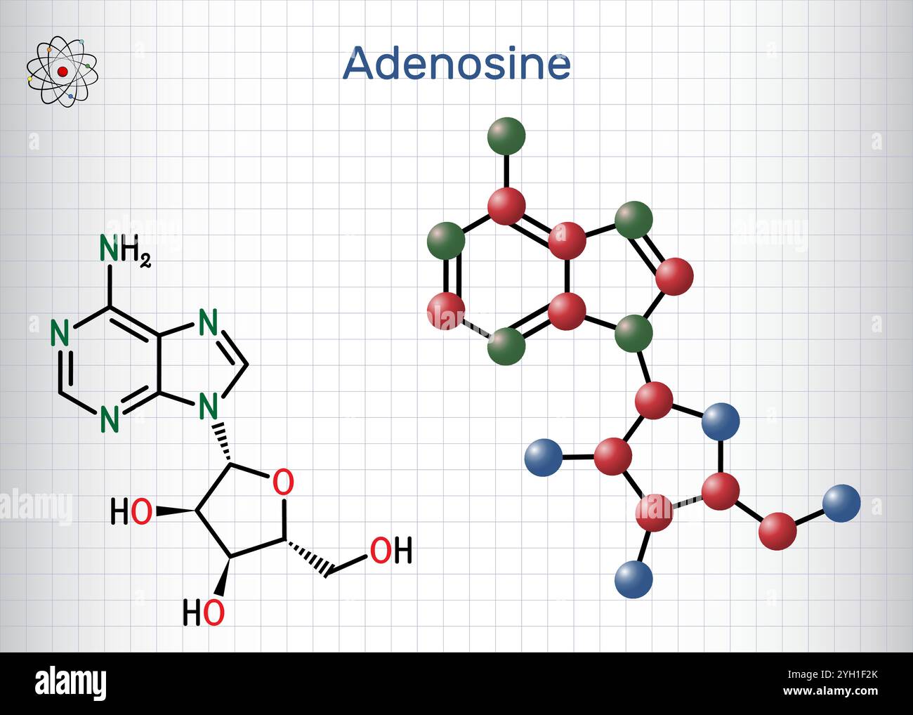 Adenosine ribonucleoside molecule. Chemical structure, molecule model of nucleoside. Sheet of ...
