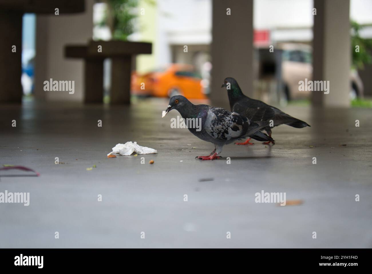 Pigeons feeding on litter on the ground in a HDB (Housing Development ...