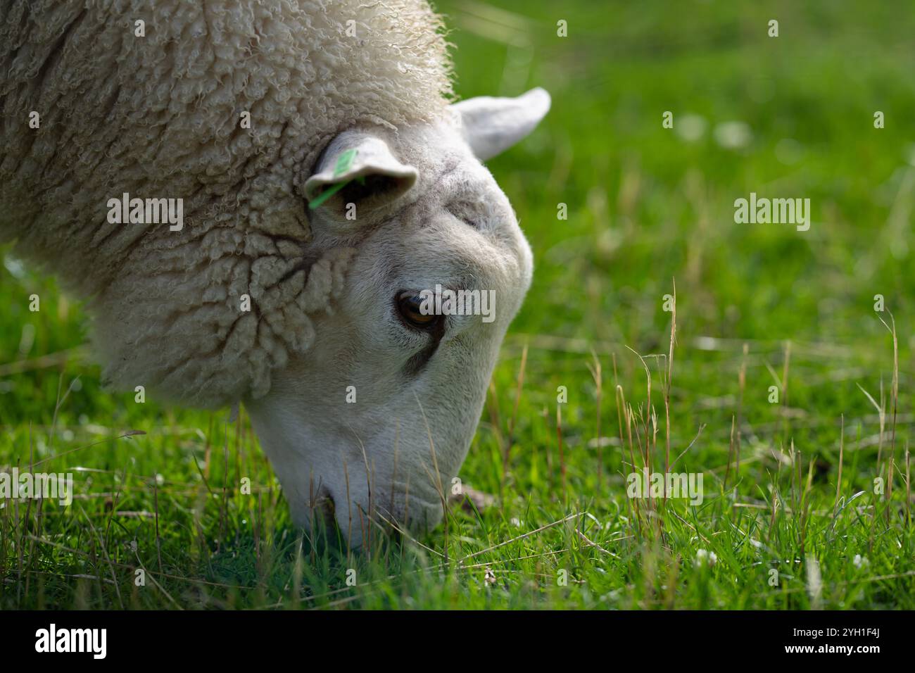 Sheep in the meadow. Goat Herd in the Village. Lambs at pasture ...