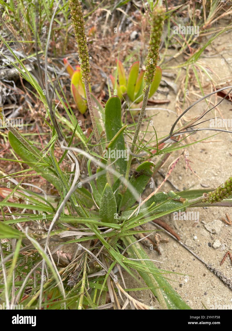Sea Plantain (Plantago maritima Stock Photo - Alamy