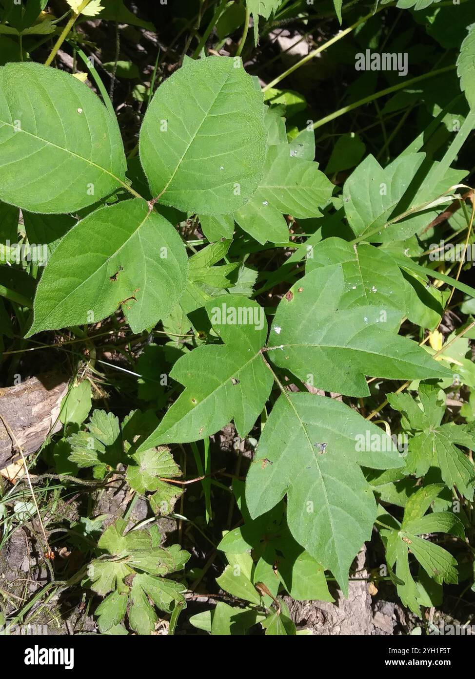 eastern poison ivy (Toxicodendron radicans Stock Photo - Alamy