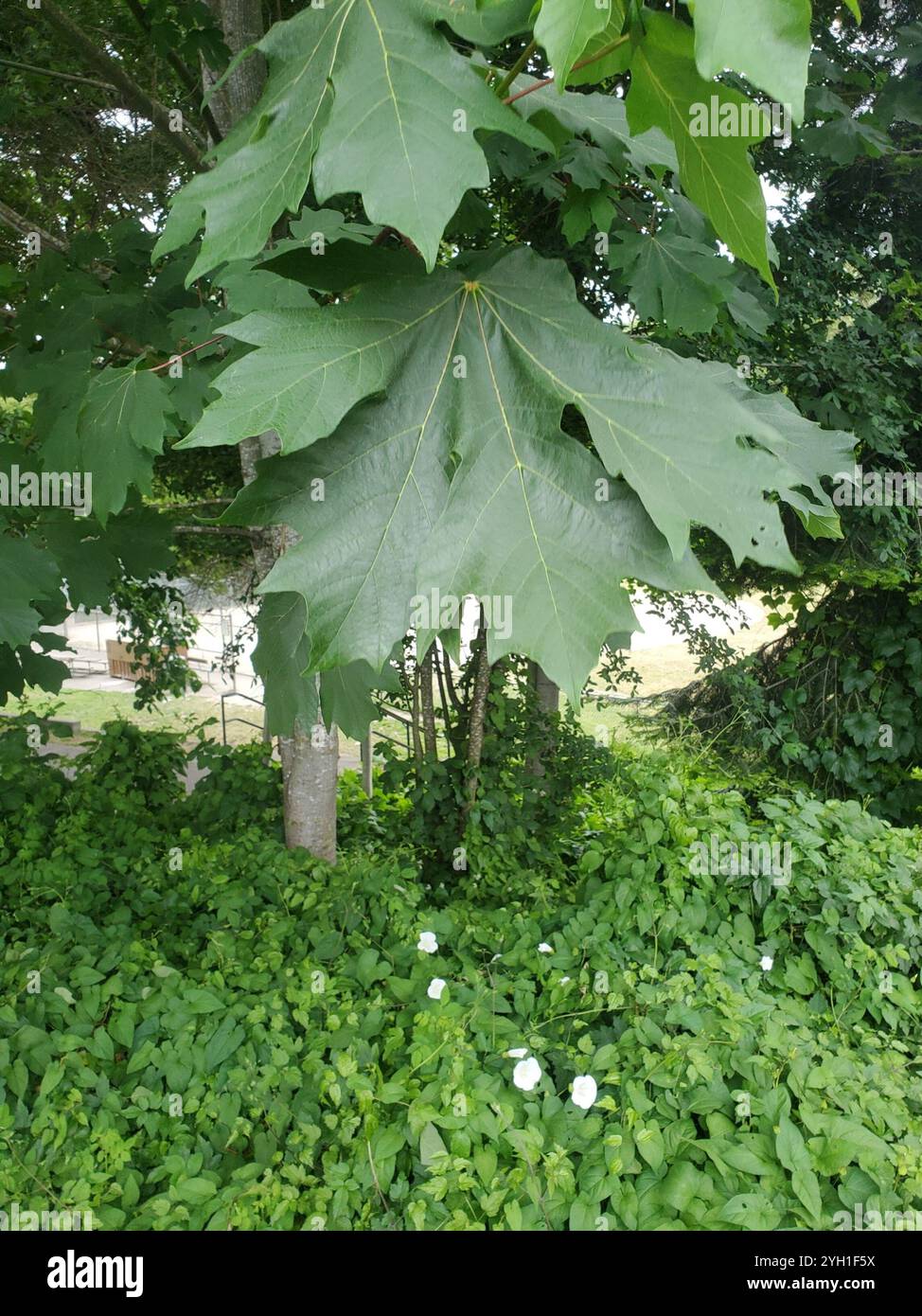 bigleaf maple (Acer macrophyllum Stock Photo - Alamy