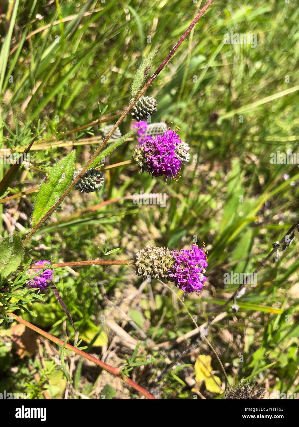 purple prairie clover (Dalea purpurea Stock Photo - Alamy