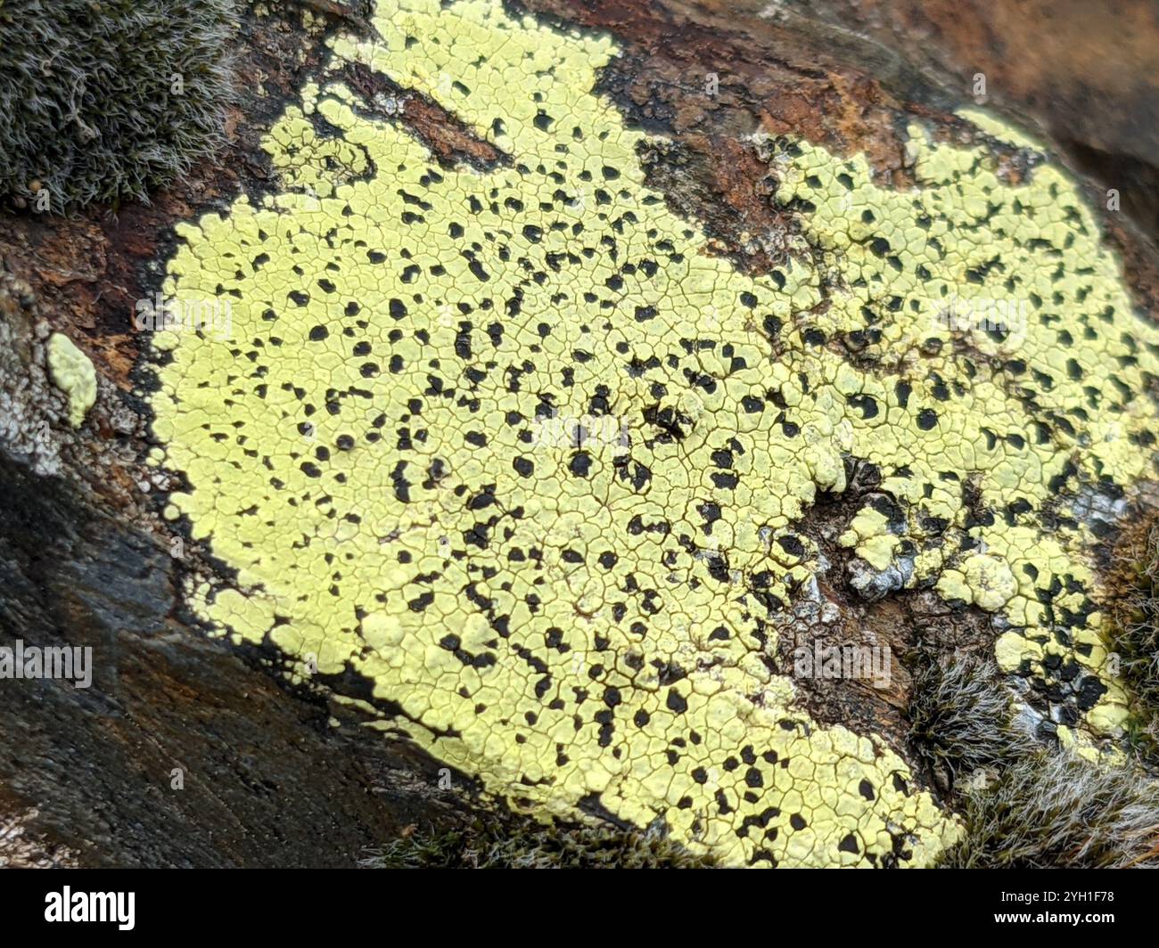 yellow map lichen (Rhizocarpon geographicum Stock Photo - Alamy